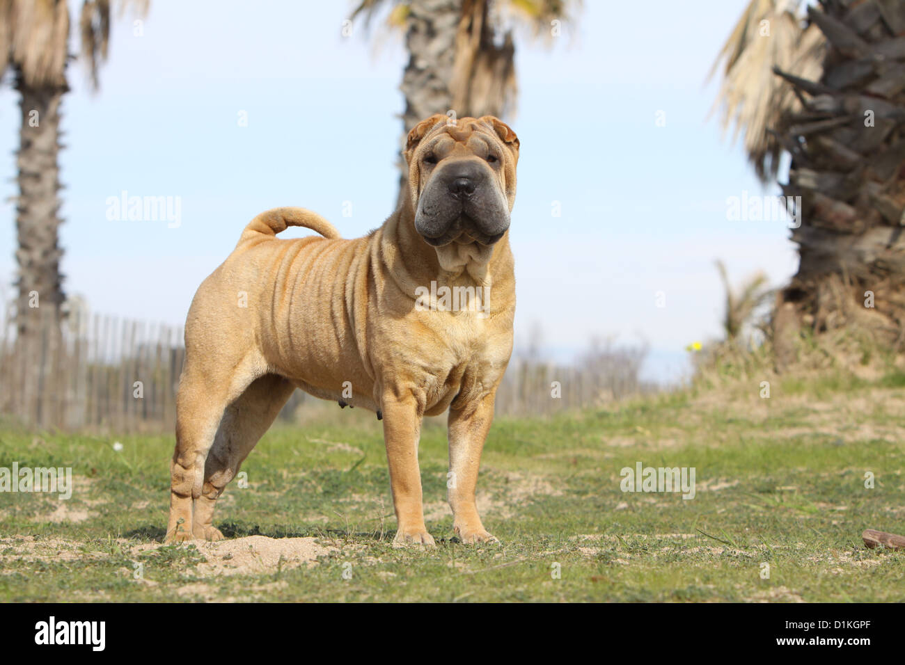 Dog Shar pei standard profile standing Stock Photo - Alamy
