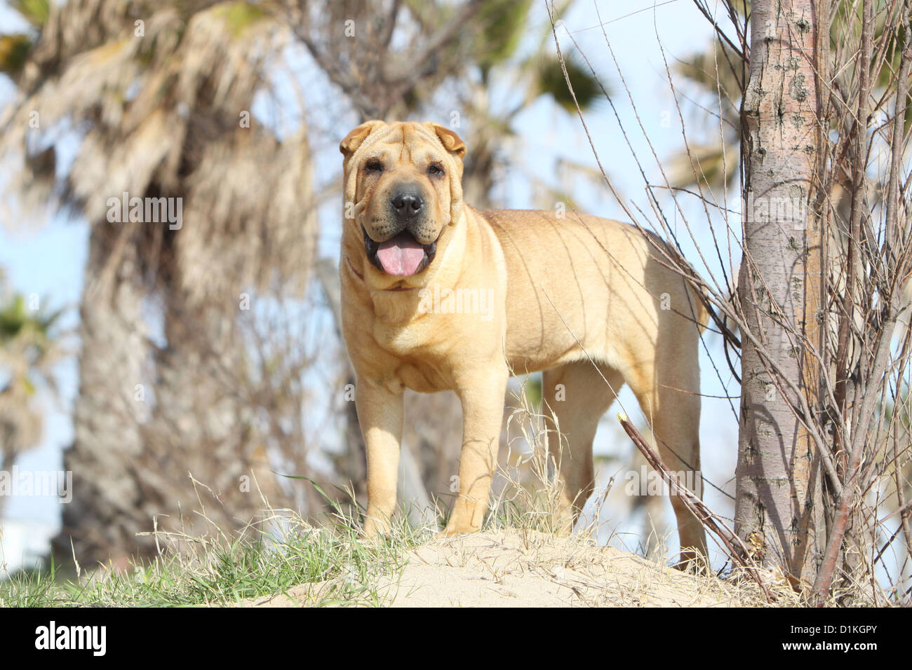 Dog shar pei adult sable hi-res stock photography and images - Alamy