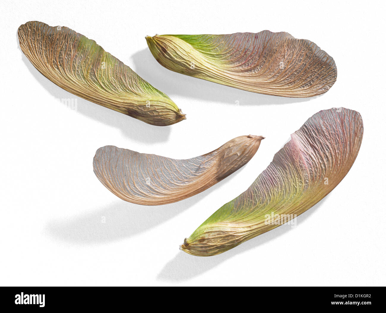 Maple tree seedling hi-res stock photography and images - Alamy