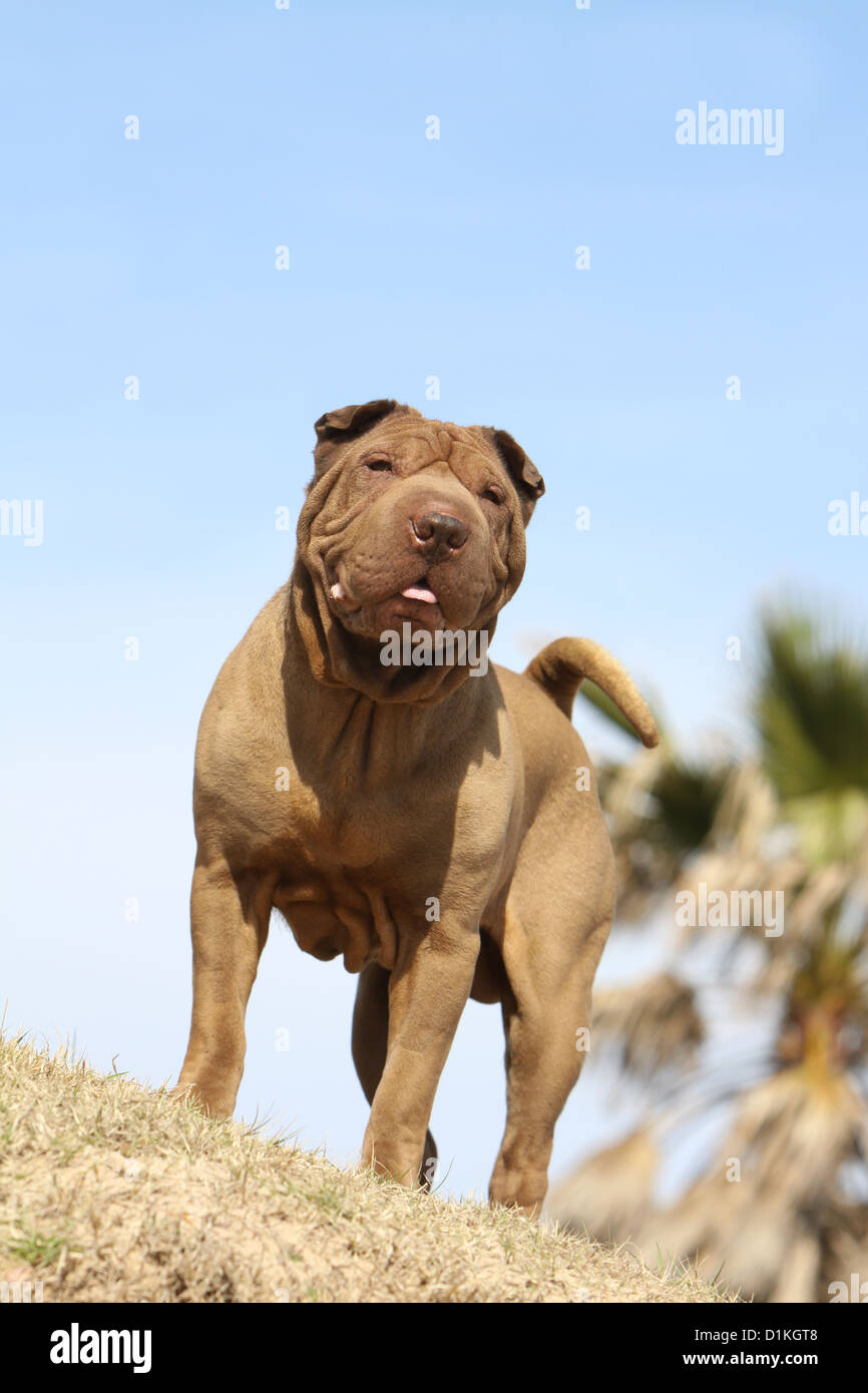 Dog Shar pei adult standing face Stock Photo - Alamy