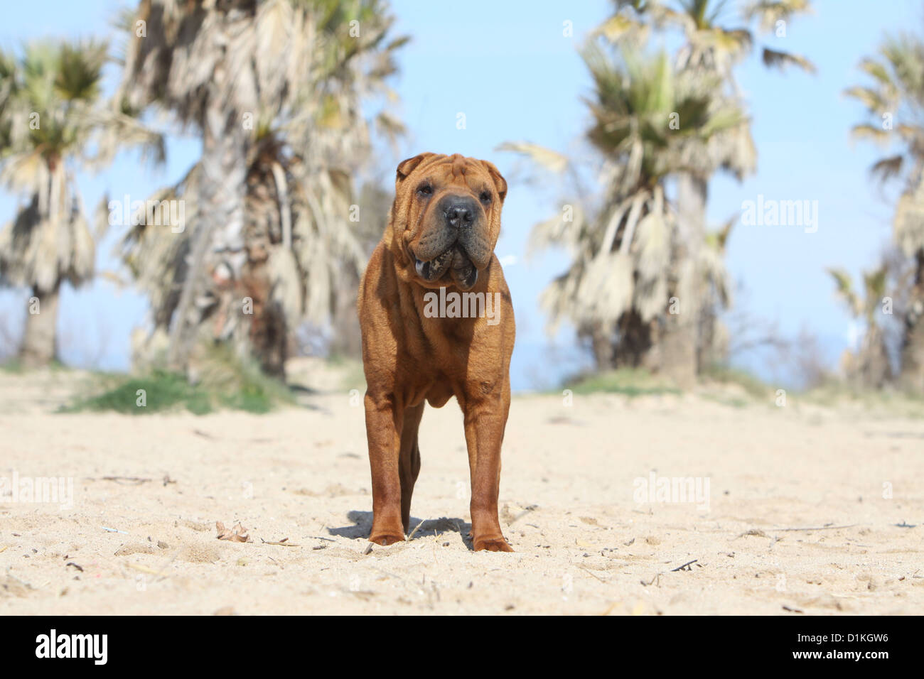 Dog Shar pei red standing on the beach Stock Photo - Alamy