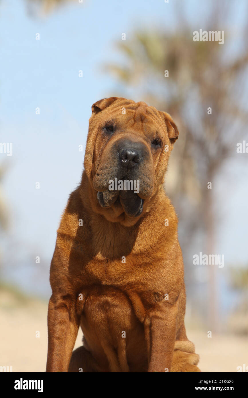 Dog Shar pei adult portrait face red Stock Photo - Alamy