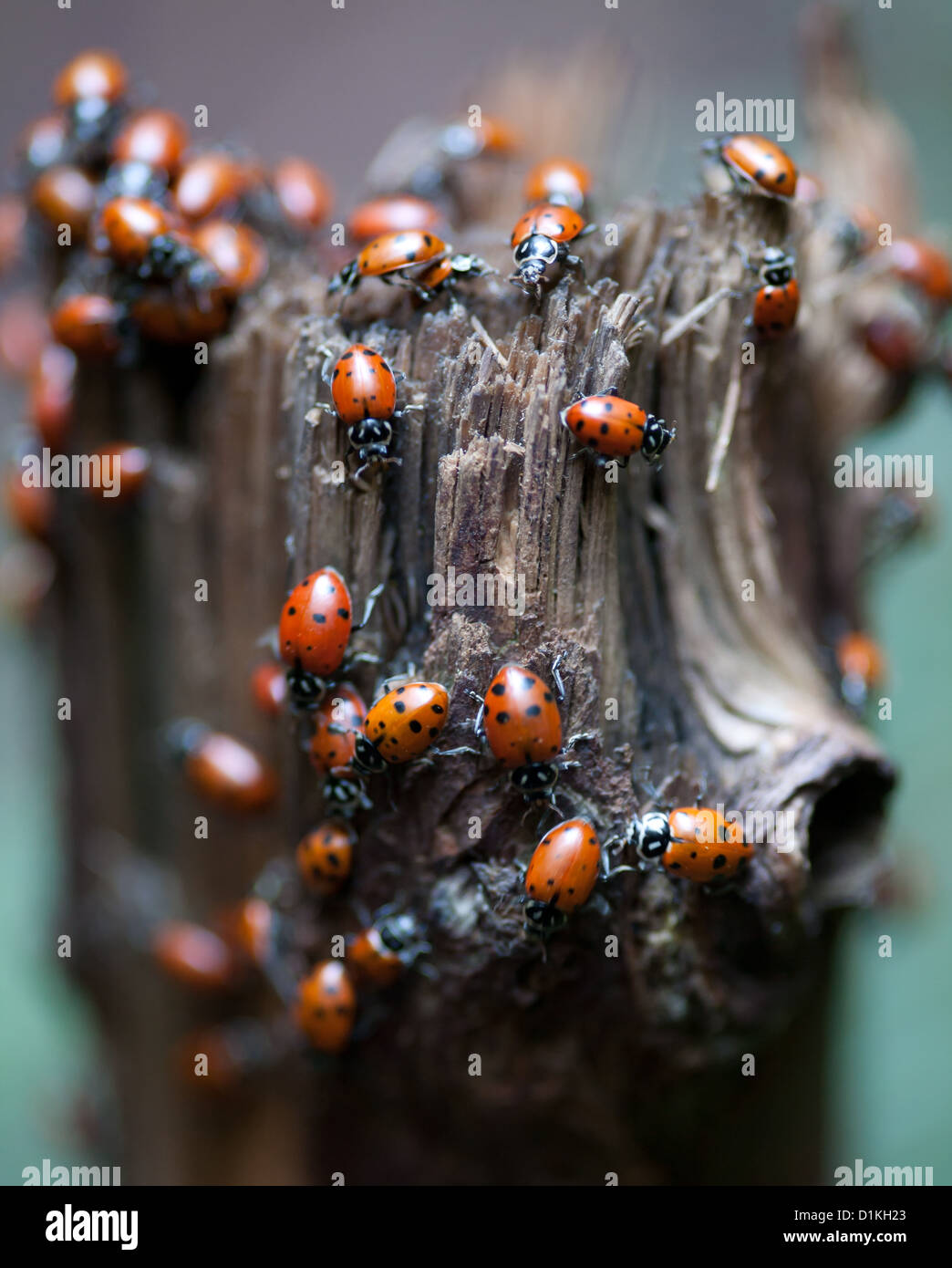 Lady bugs hi-res stock photography and images - Alamy