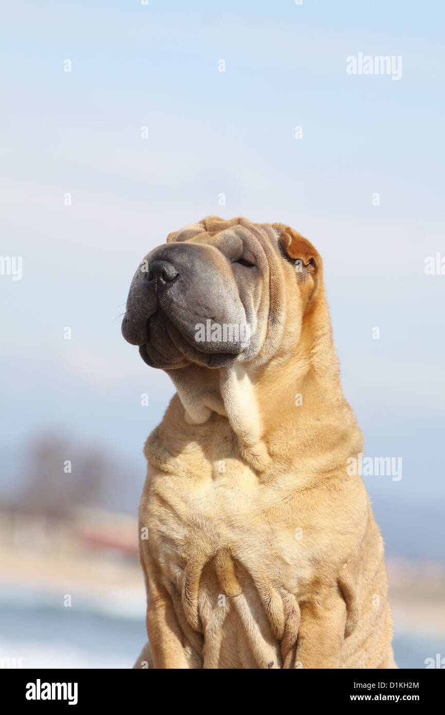Dog Shar pei portrait adult profile fawn sable Stock Photo - Alamy