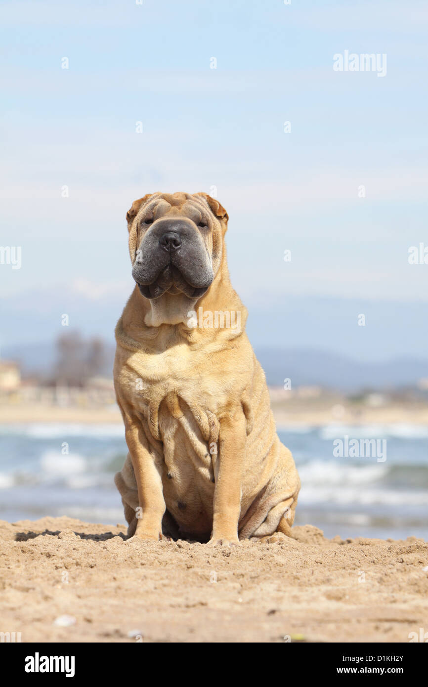 Dog Shar pei adult sitting on the beach Stock Photo - Alamy