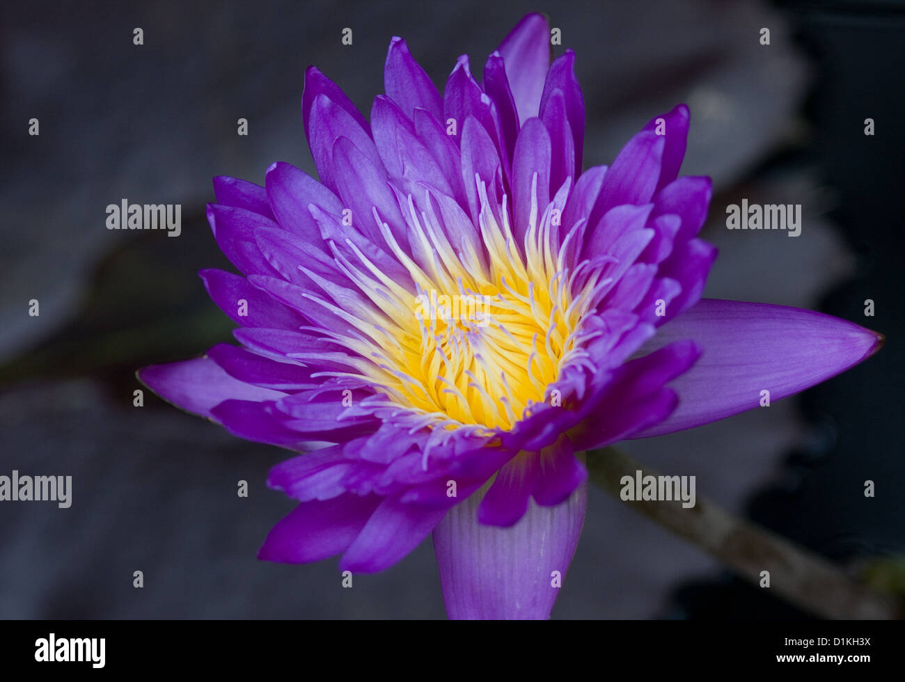Fuchsia water lily hi-res stock photography and images - Alamy