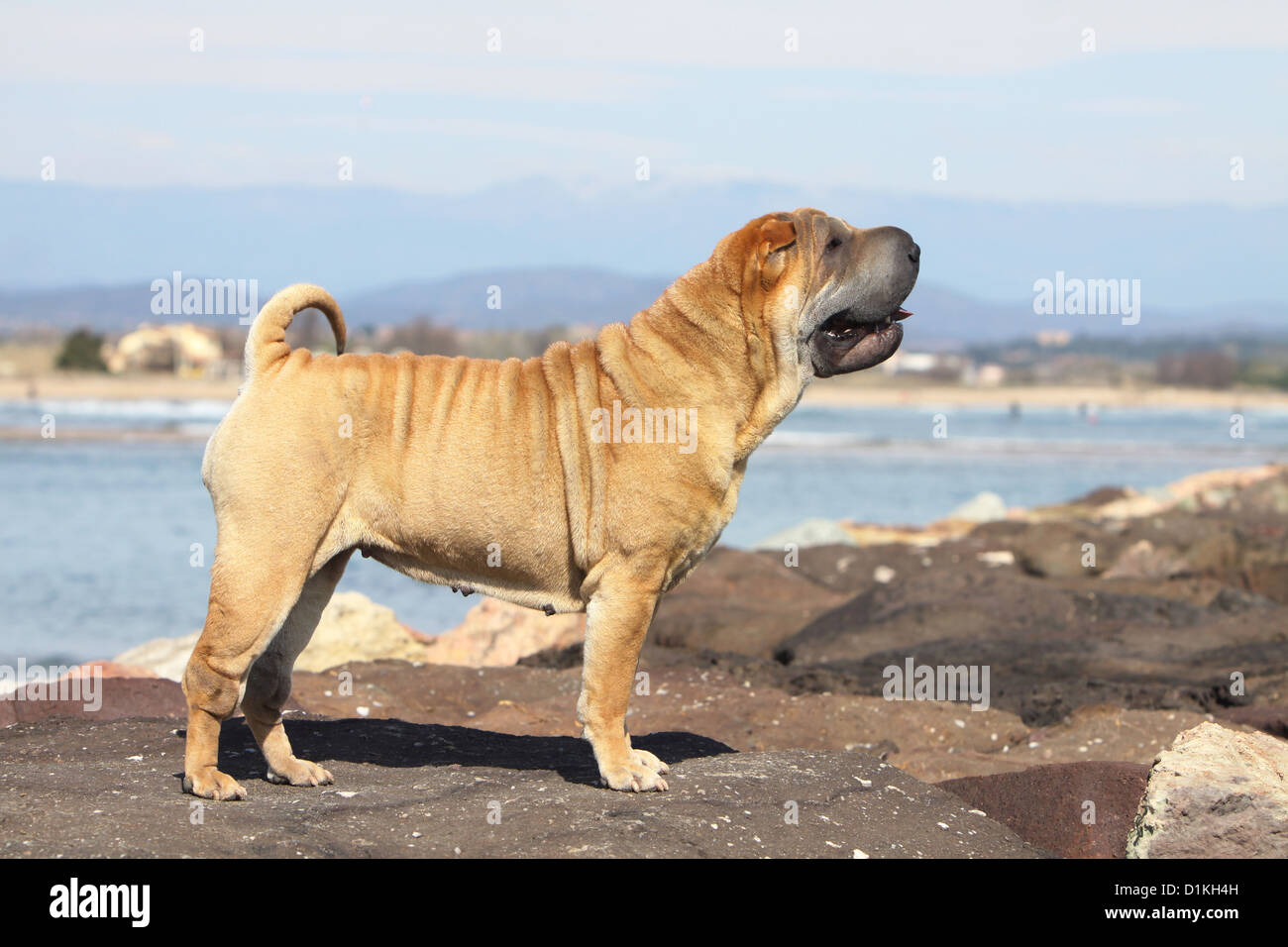 Shar pei profile hi-res stock photography and images - Alamy