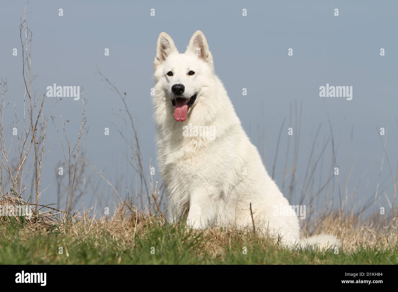White Swiss Shepherd Dog / Berger blanc suisse adult sitting in a ...