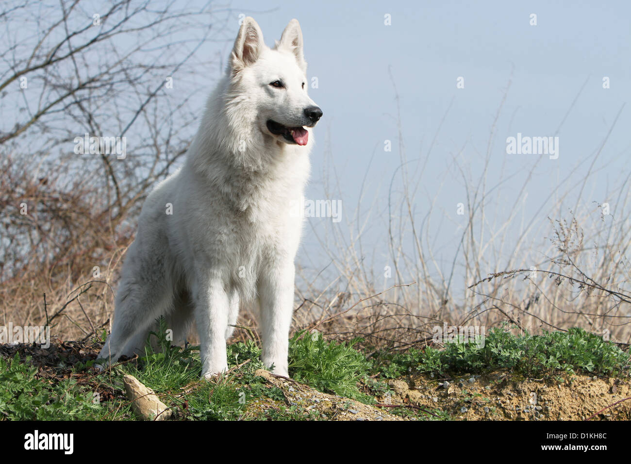 White Swiss Shepherd / Dog Berger blanc Suisse standing Stock Photo - Alamy