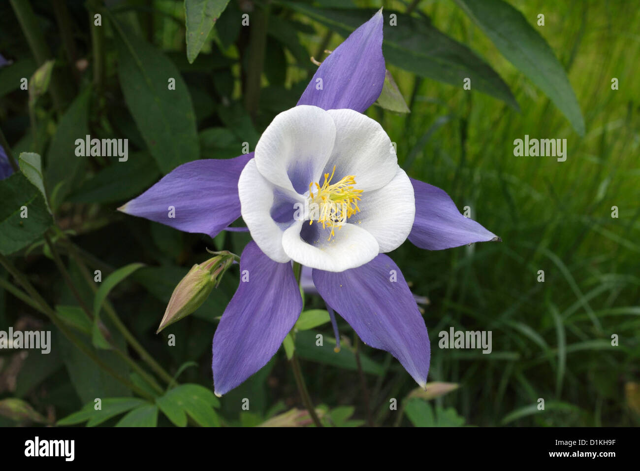 Blue columbine hi-res stock photography and images - Alamy