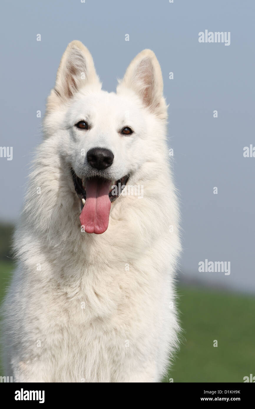White Swiss Shepherd Dog Berger blanc suisse adult portrait face Stock ...