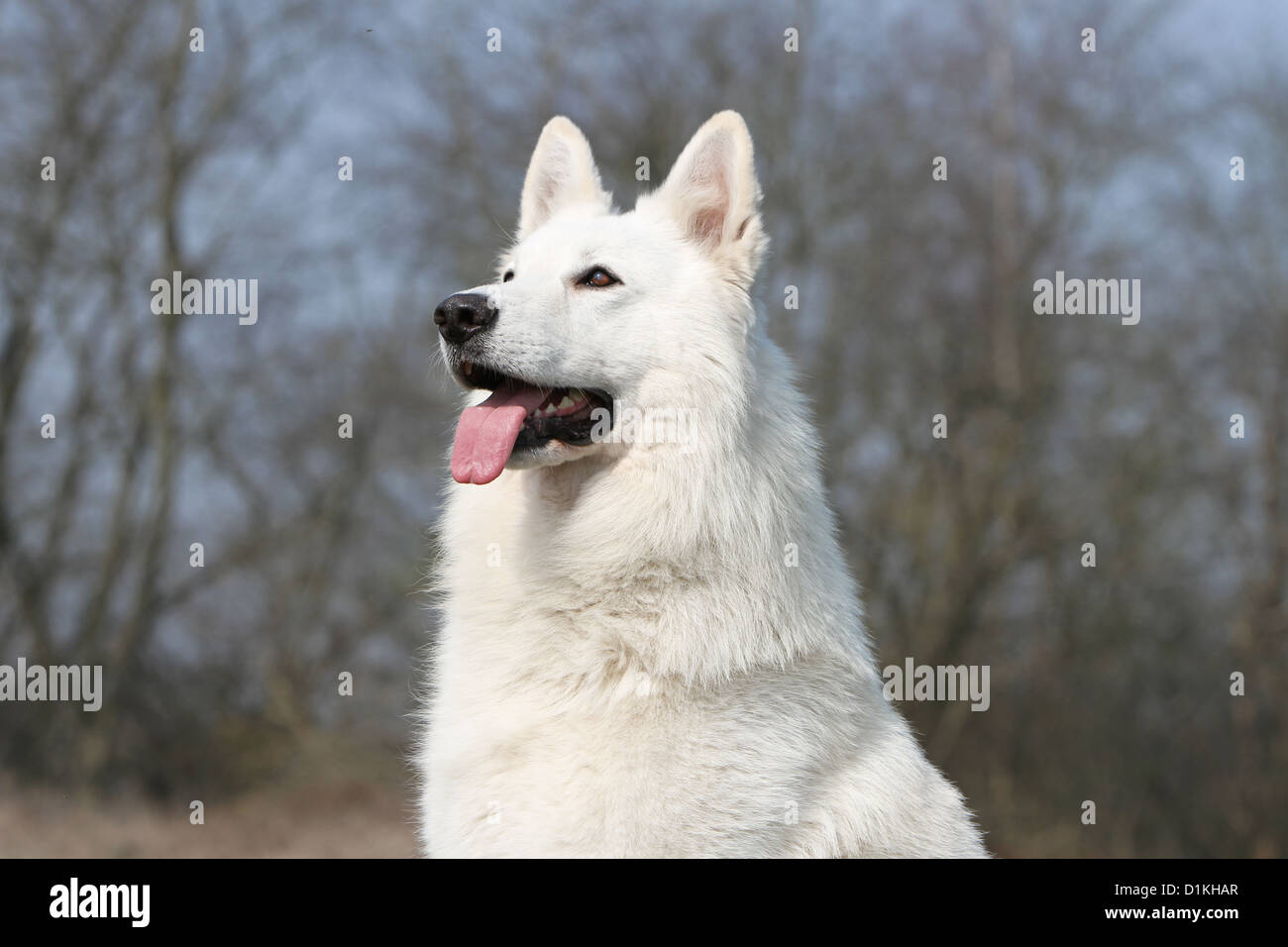White Swiss Shepherd Dog Berger blanc suisse adult portrait profile ...