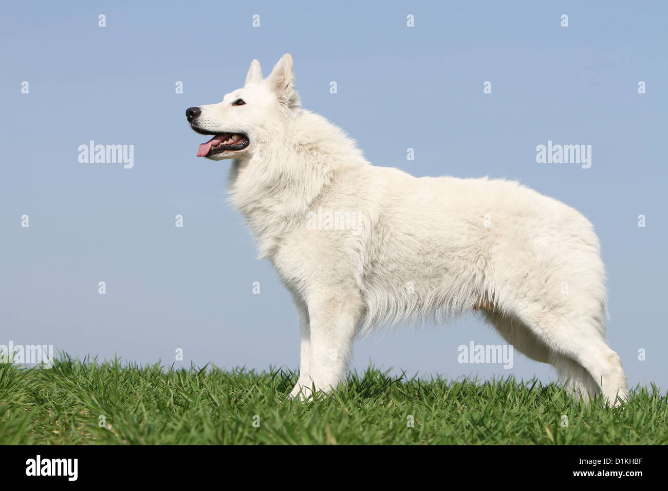 White Swiss Shepherd / Dog Berger blanc Suisse standard profile Stock ...