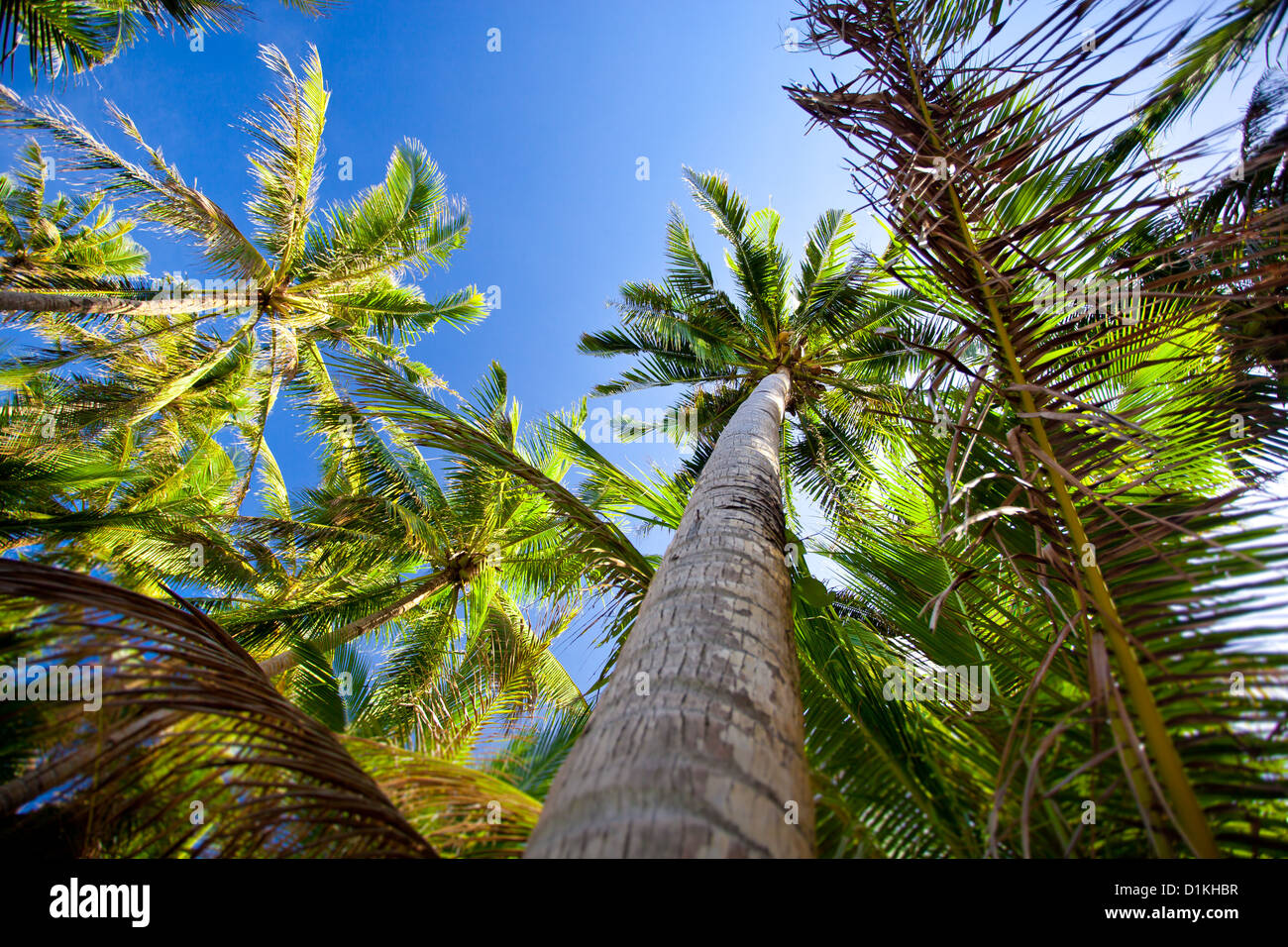 Top of palm trees on bluesky background Stock Photo - Alamy