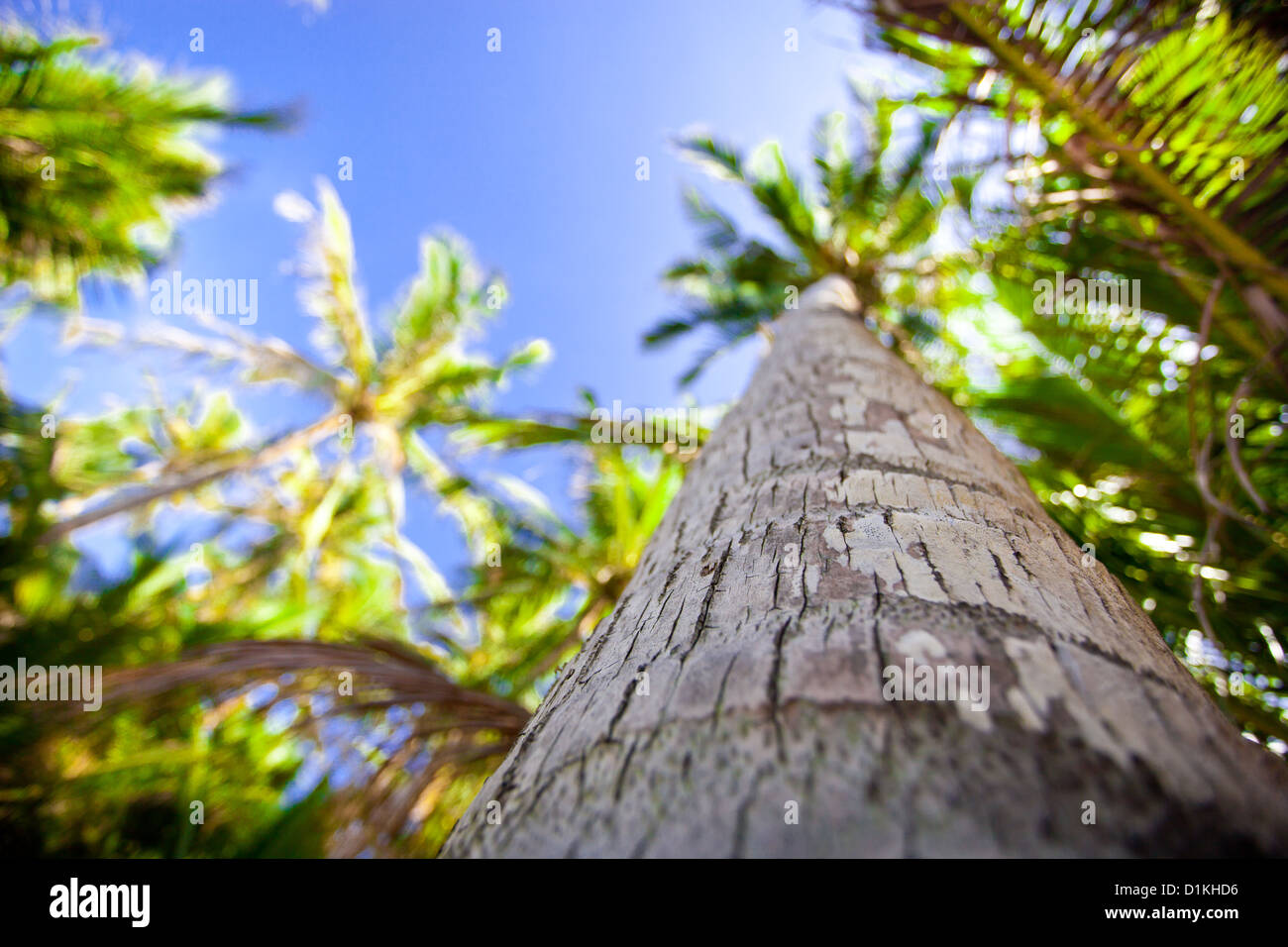Top of palm trees on bluesky background Stock Photo - Alamy