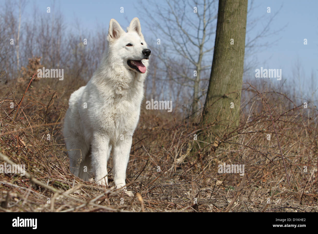 White Swiss Shepherd / Dog Berger blanc Suisse standing Stock Photo - Alamy