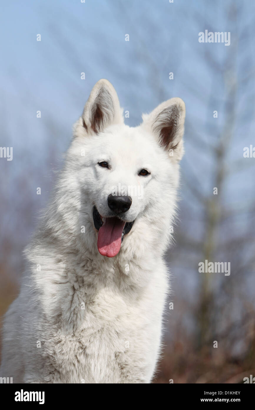 White Swiss Shepherd Dog Berger blanc suisse adult portrait face Stock ...