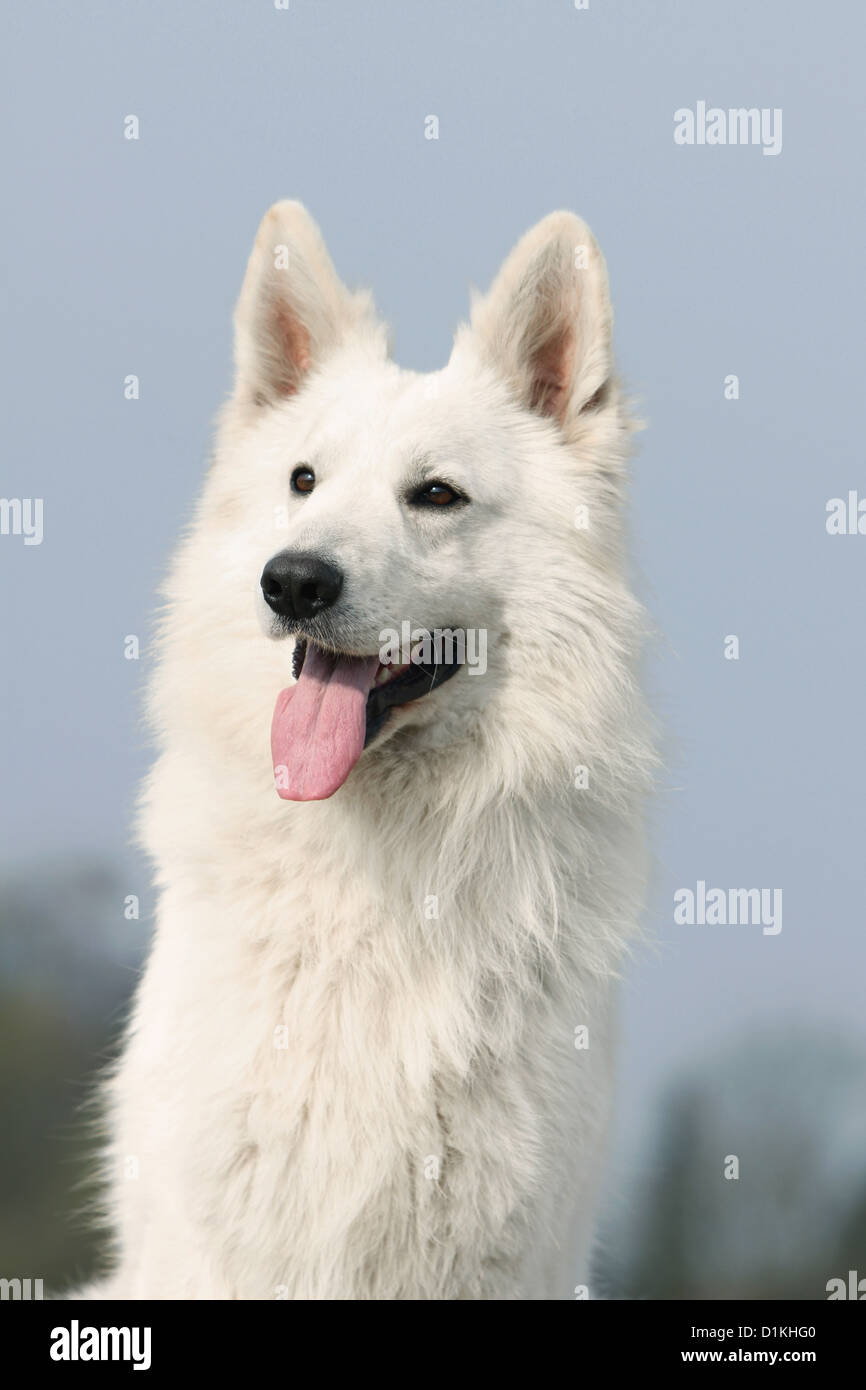 White Swiss Shepherd Dog Berger blanc suisse adult portrait face Stock ...