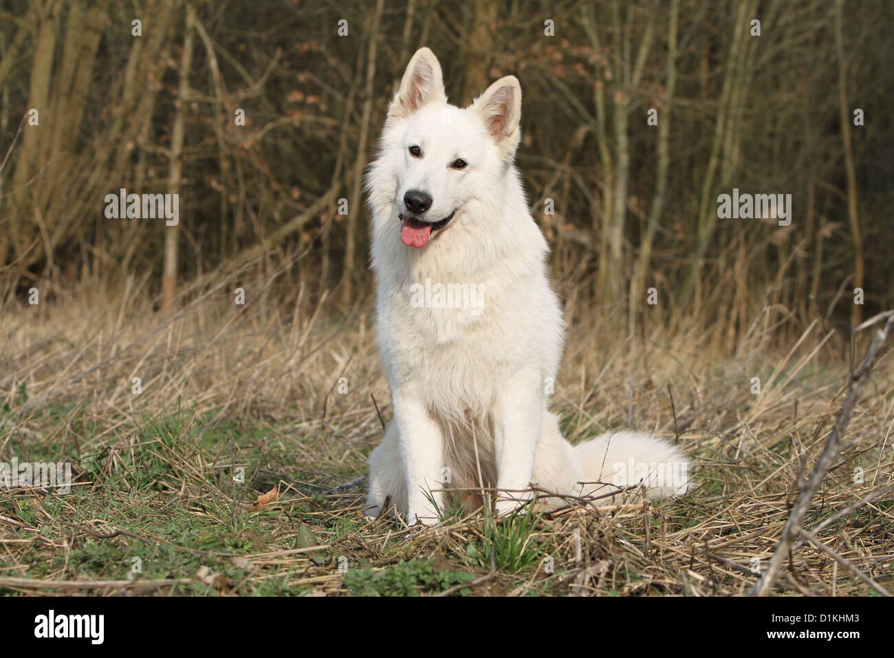 White Swiss Shepherd Dog / Berger blanc suisse adult sitting Stock ...