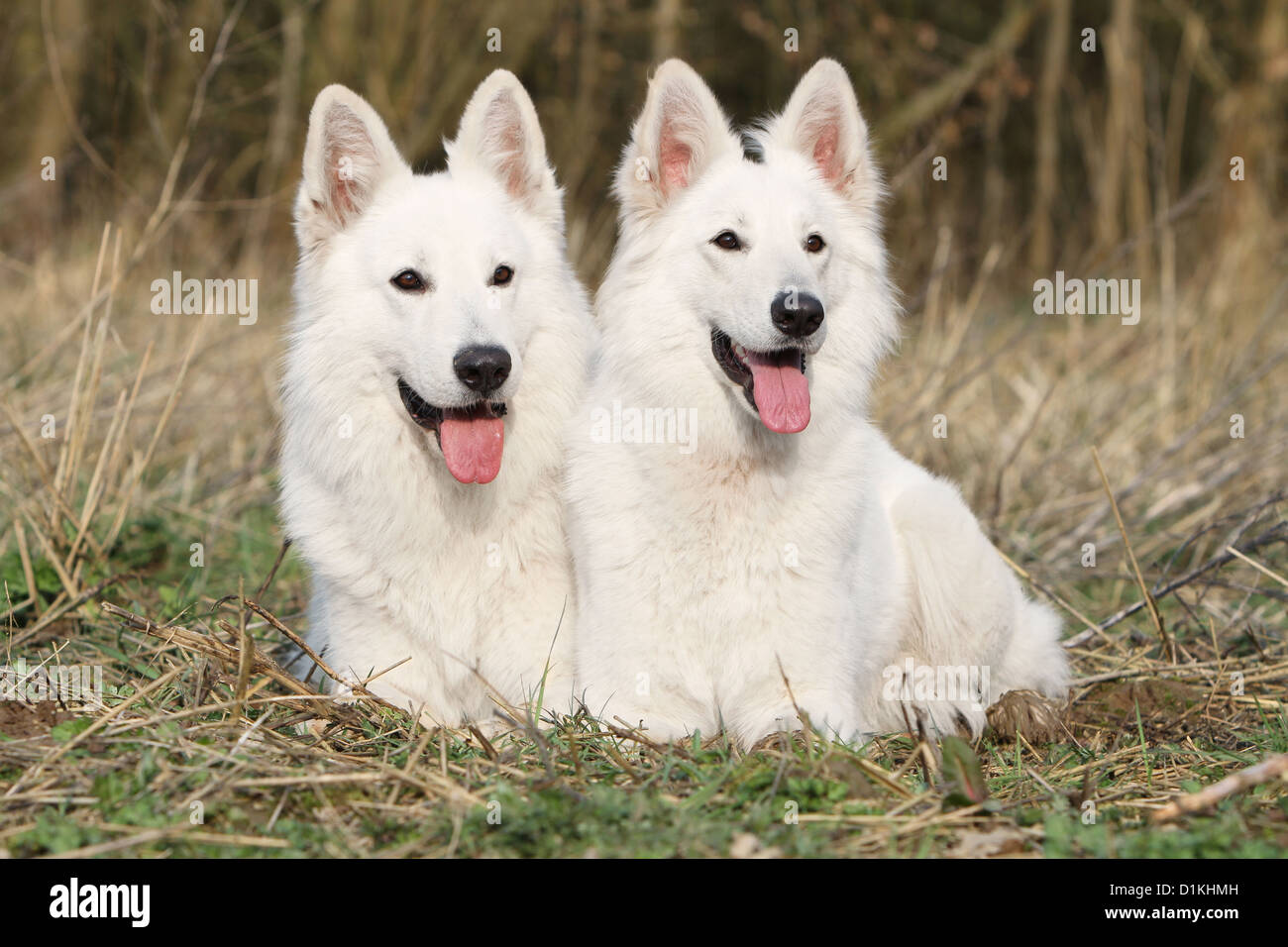 Berger Blanc Suisse