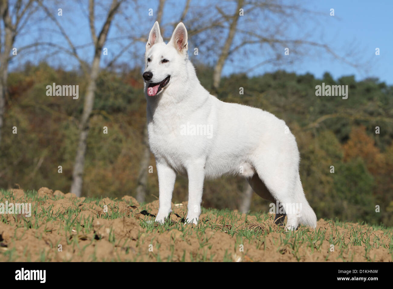 White Swiss Shepherd / Dog Berger blanc Suisse standard profile Stock ...