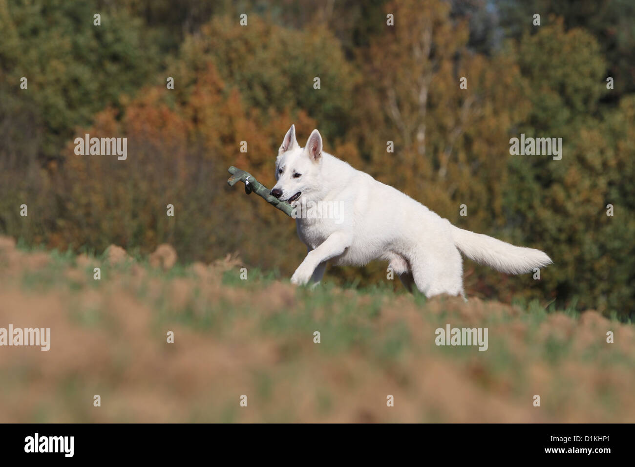 White Swiss Shepherd Dog / Berger blanc Suisse adult running Stock ...