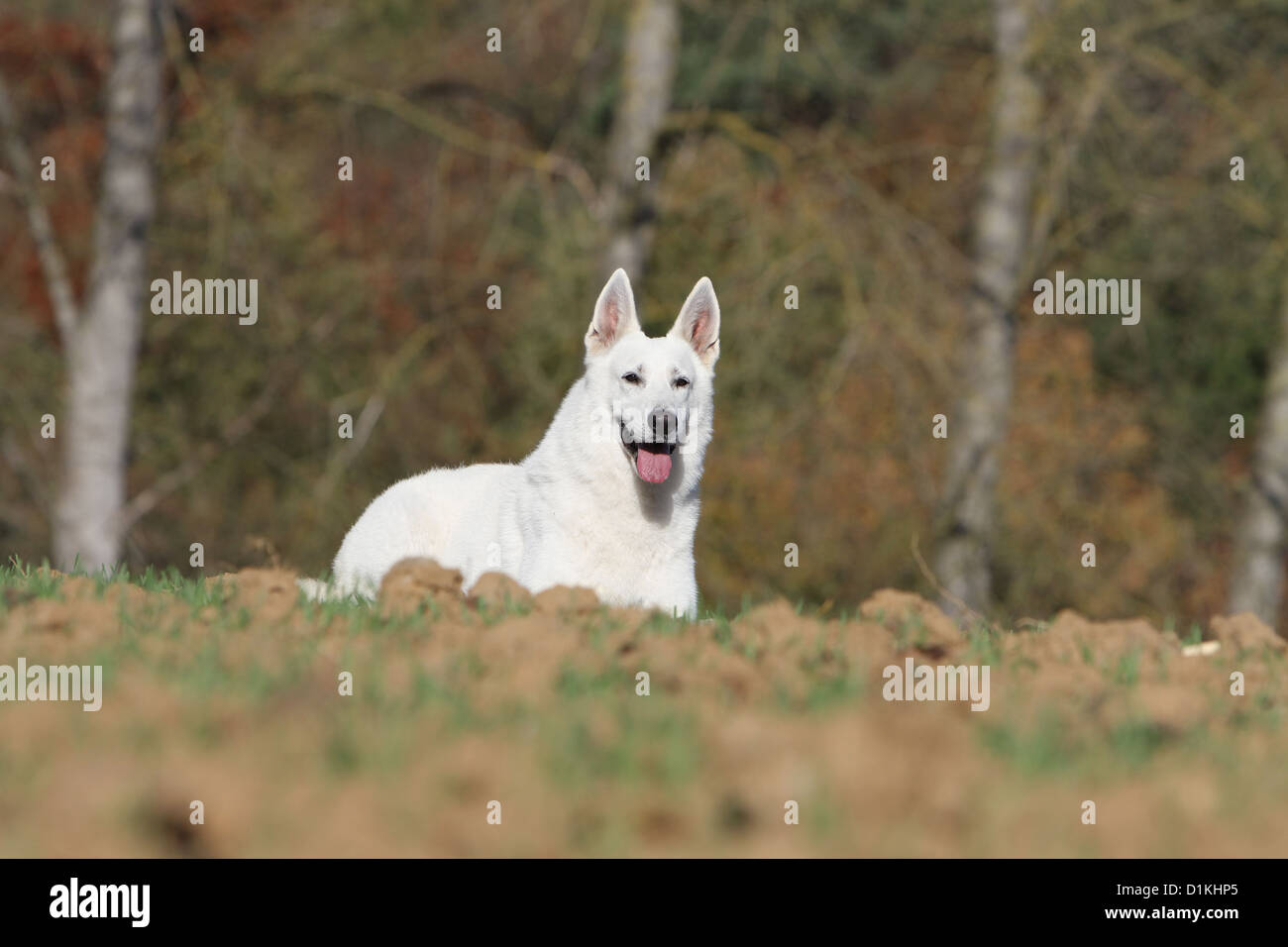 White Swiss Shepherd / Dog Berger blanc Suisse standing Stock Photo - Alamy