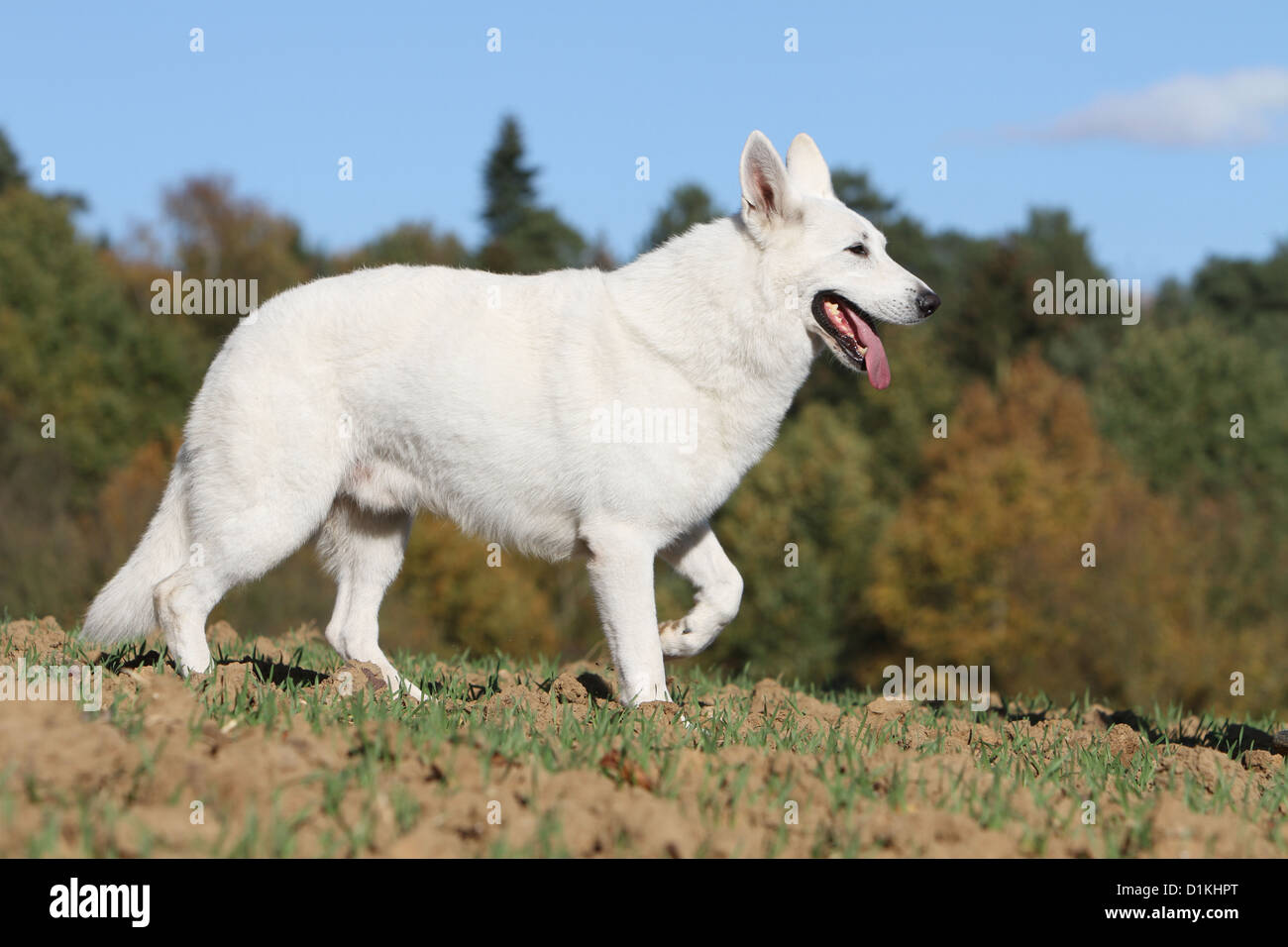 White Swiss Shepherd / Dog Berger blanc Suisse standing Stock Photo - Alamy