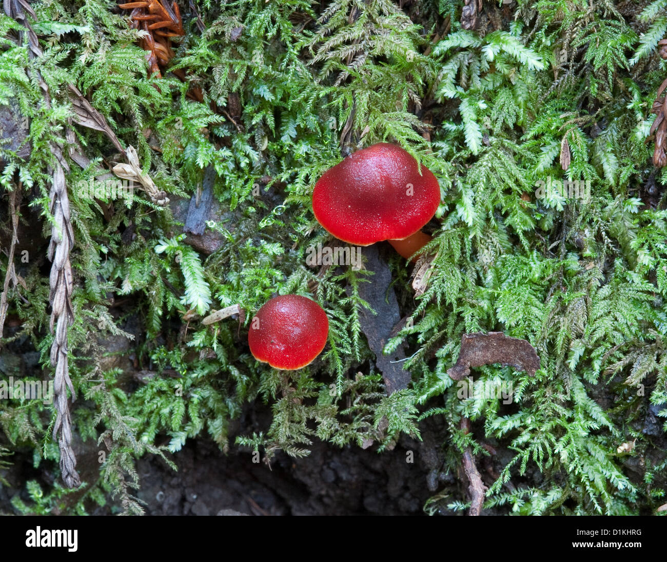 Mushrooms toadstool hi-res stock photography and images - Alamy