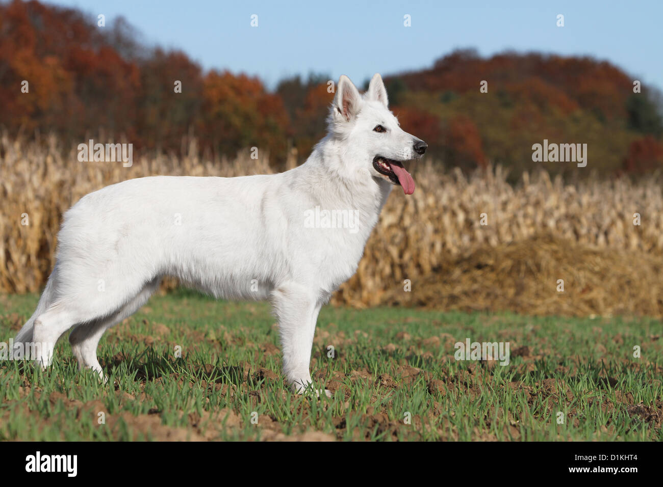 White Swiss Shepherd / Dog Berger blanc Suisse standard profile Stock ...
