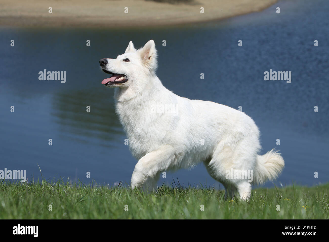 At What Age Is A Galician Shepherd Dog Full Grown