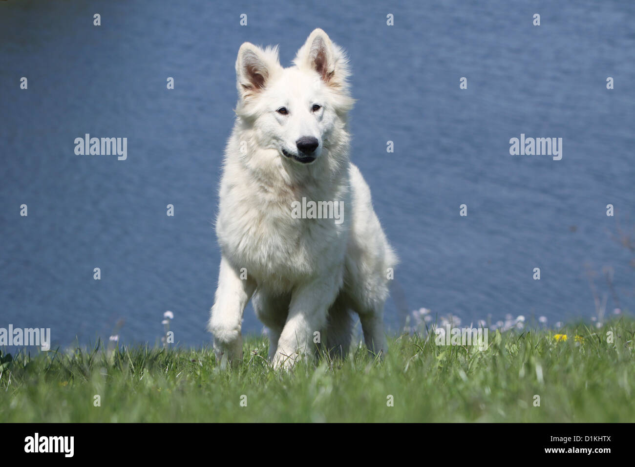 White Swiss Shepherd / Dog Berger blanc Suisse standing Stock Photo - Alamy