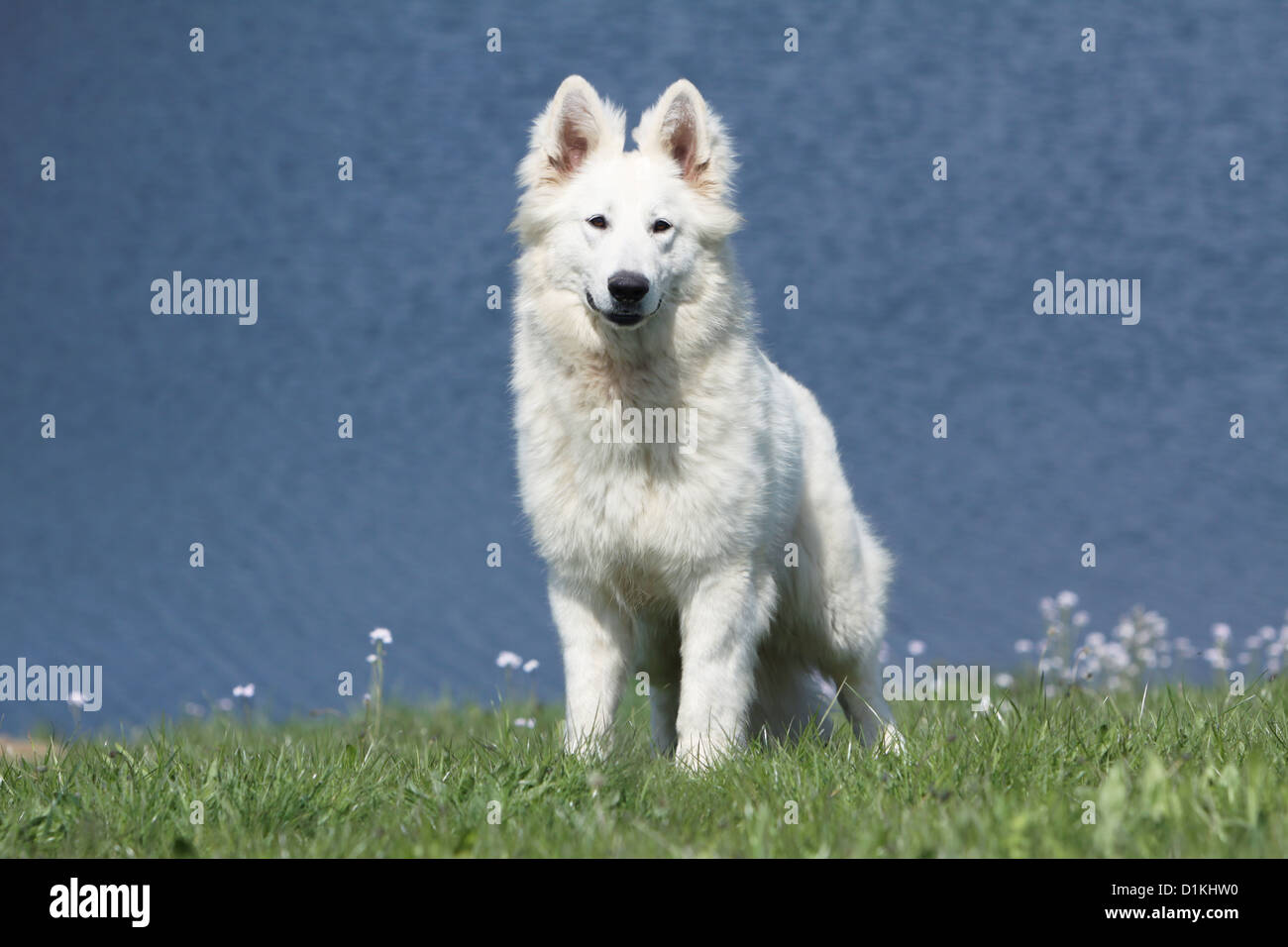 White Swiss Shepherd / Dog Berger blanc Suisse standing Stock Photo - Alamy