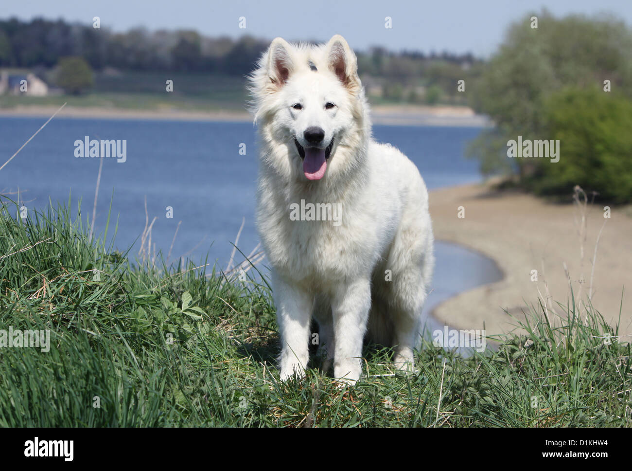 White Swiss Shepherd / Dog Berger blanc Suisse standing Stock Photo - Alamy