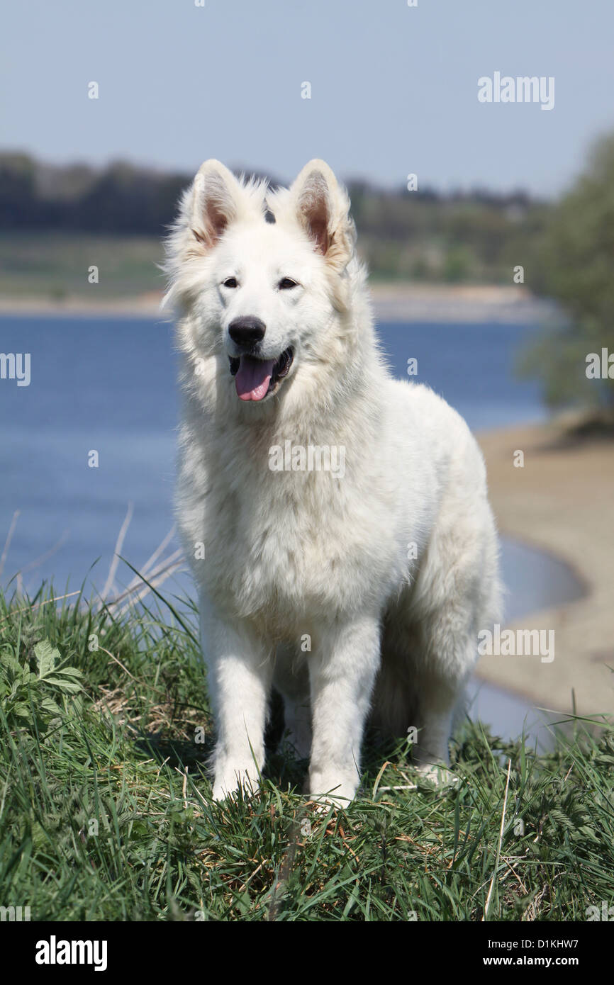 White Swiss Shepherd Dog Berger blanc suisse Stock Photo - Alamy