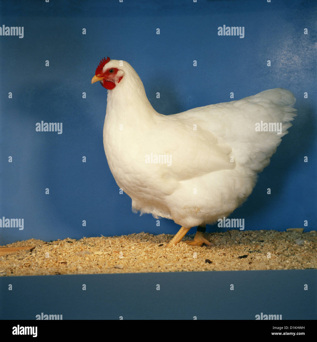 CLOSE-UP OF WHITE ROCK STANDARD HEN Stock Photo - Alamy