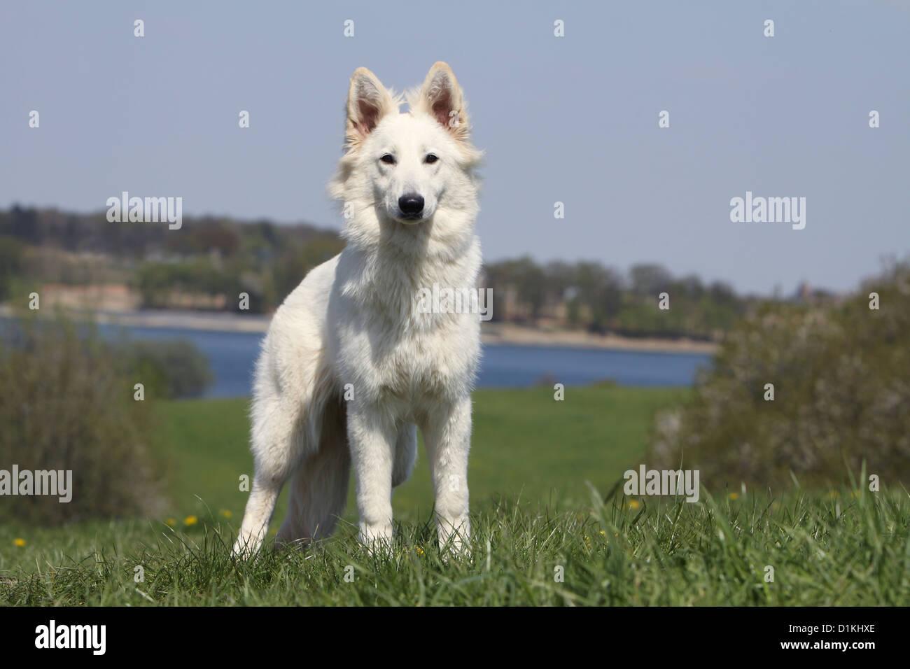 White Swiss Shepherd / Dog Berger blanc Suisse standing Stock Photo - Alamy