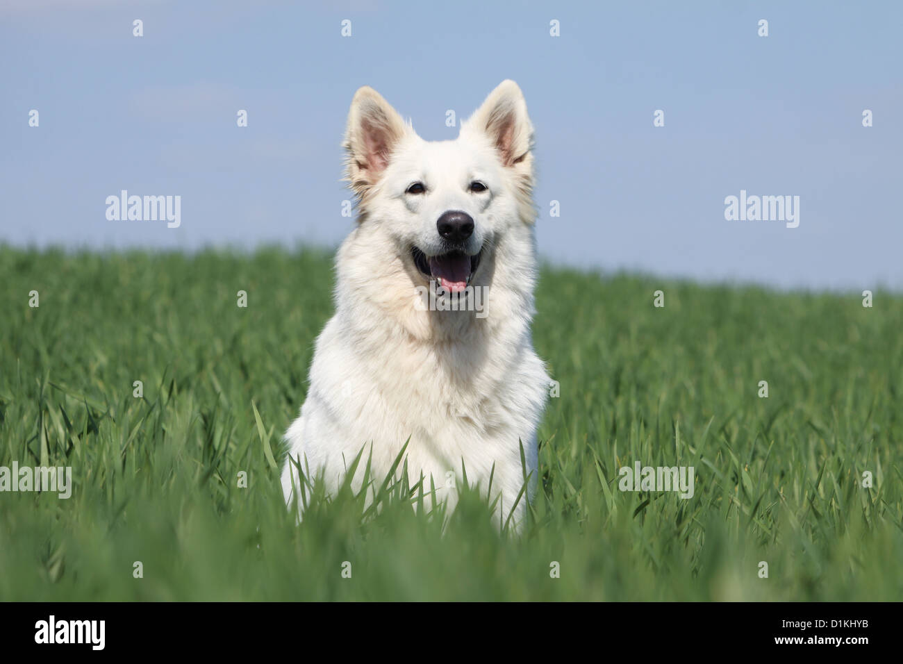 White Swiss Shepherd Dog / Berger blanc suisse sitting on grass Stock ...