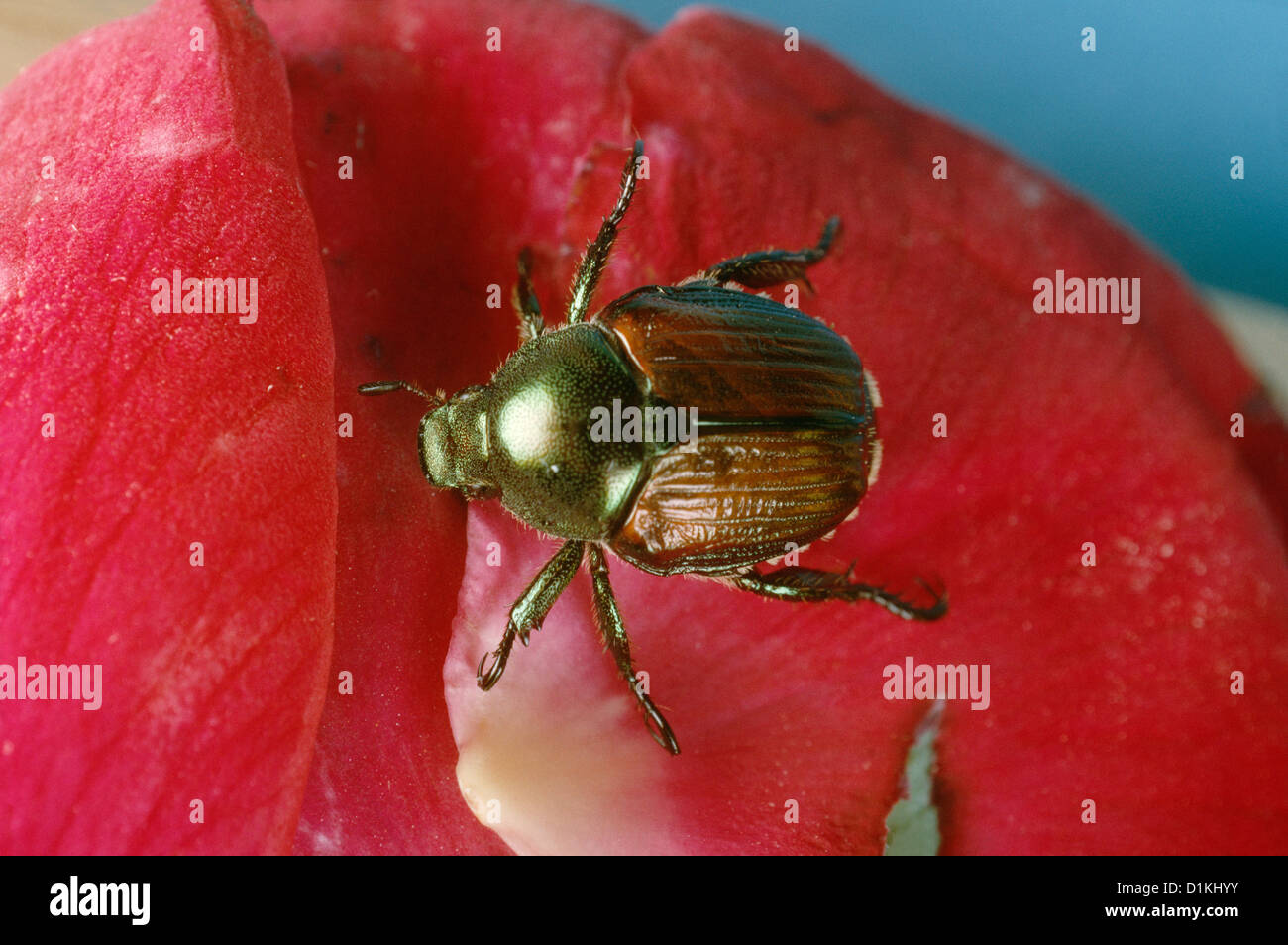 JAPANESE BEETLE (PAPILLIA JAPONICA) DESTRUCTIVE ADULT ON RED ROSE Stock ...