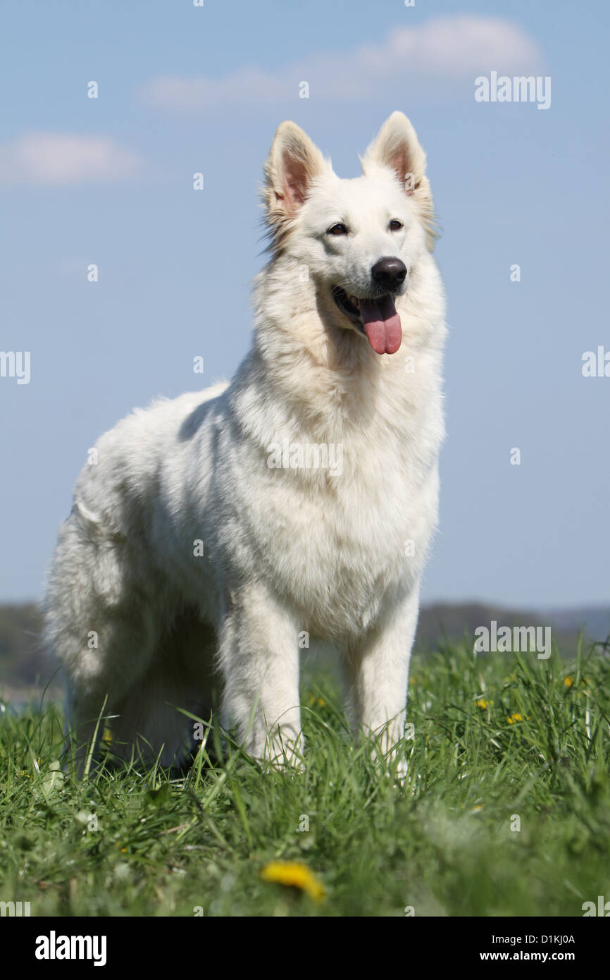 White Swiss Shepherd / Dog Berger blanc Suisse standing Stock Photo - Alamy