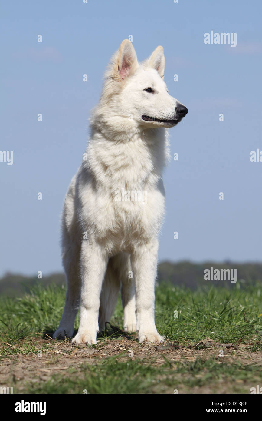 White Swiss Shepherd / Dog Berger blanc Suisse standing Stock Photo - Alamy