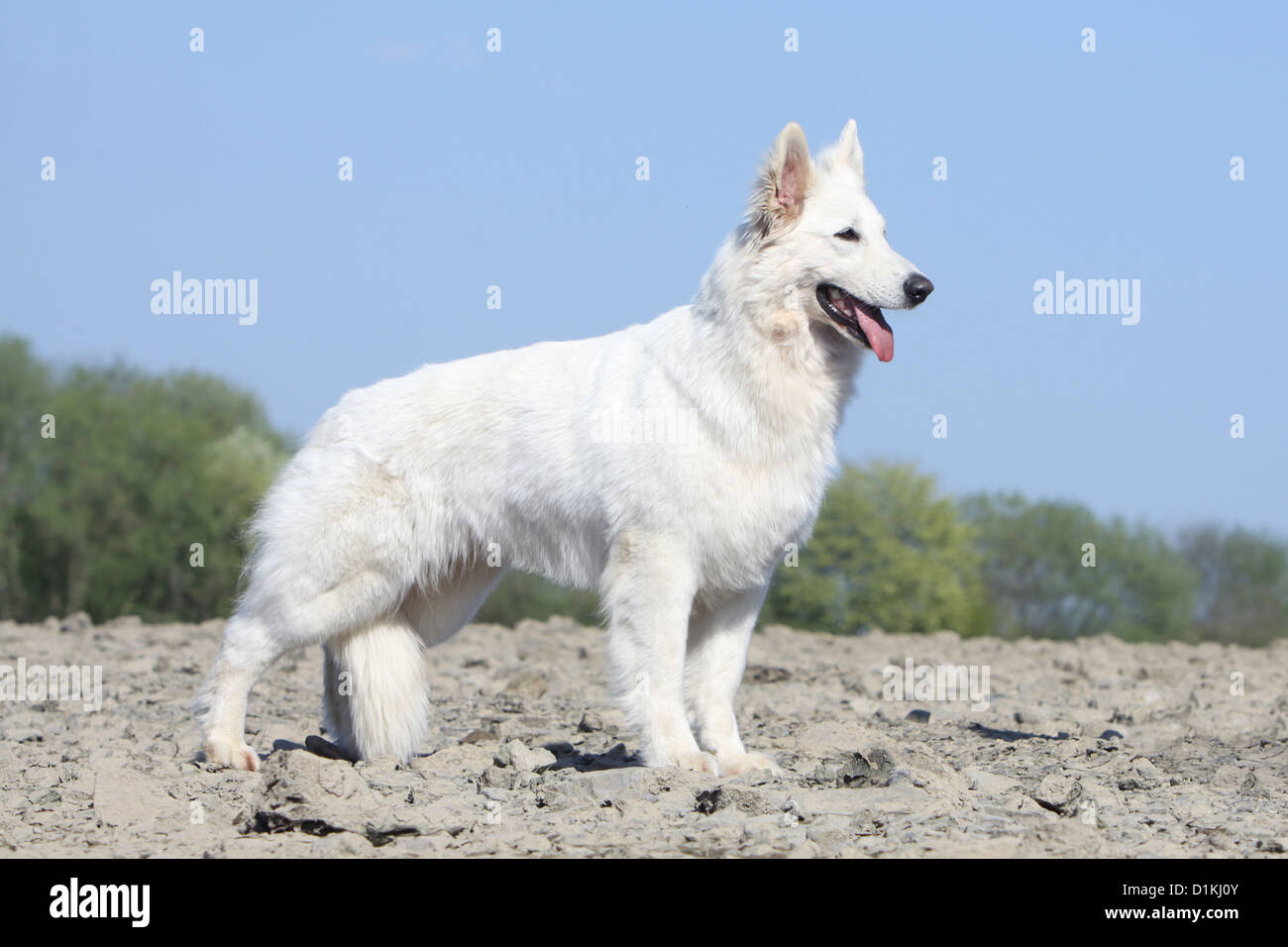 White Swiss Shepherd / Dog Berger blanc Suisse standard profile Stock ...