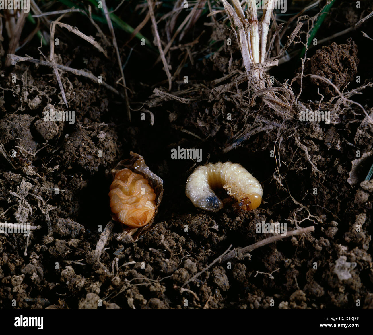 Popillia japonica pupa hi-res stock photography and images - Alamy