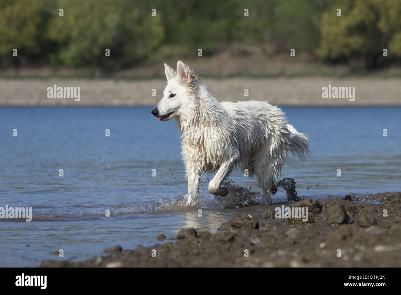 White Swiss Shepherd Dog Berger blanc suisse Stock Photo - Alamy