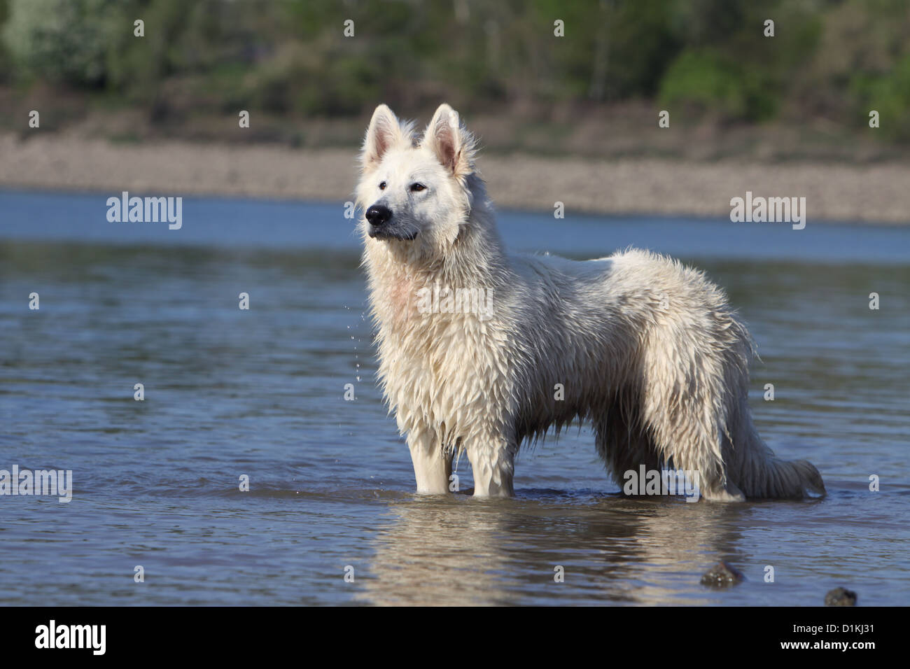White Swiss Shepherd / Dog Berger blanc Suisse standing in water Stock ...