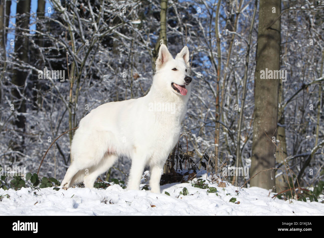 White Swiss Shepherd / Dog Berger blanc Suisse standing in snow Stock ...