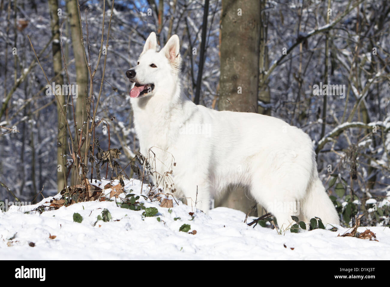 White Swiss Shepherd Dog Berger blanc suisse Stock Photo - Alamy