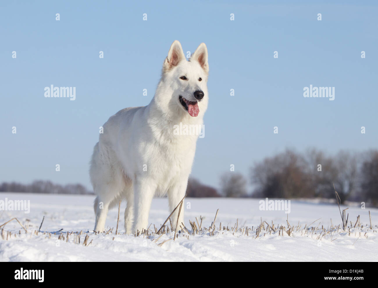 White Swiss Shepherd / Dog Berger blanc Suisse standing in snow Stock ...