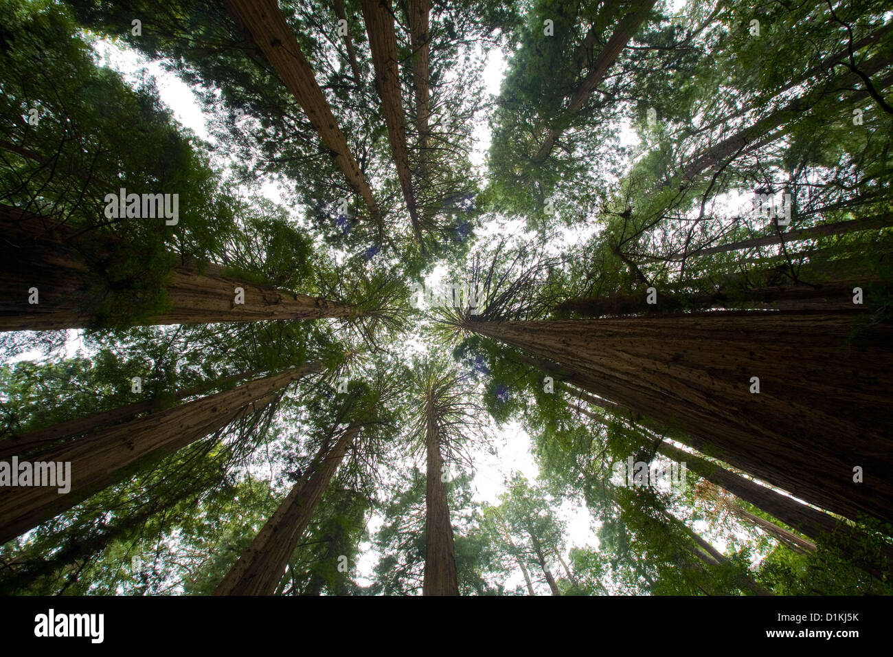 Northern California Redwood forest Stock Photo - Alamy
