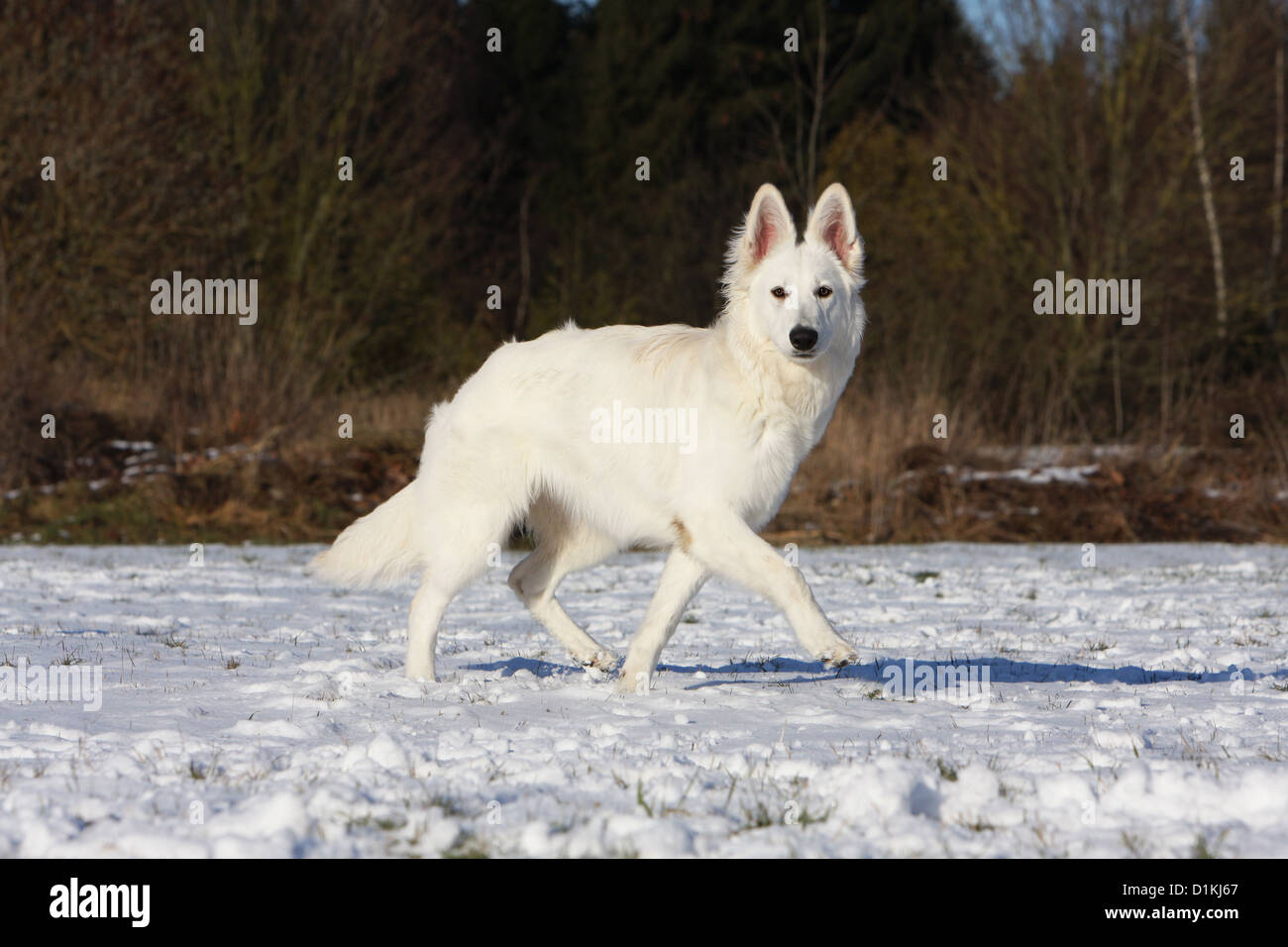 White Swiss Shepherd Dog Berger blanc suisse Stock Photo - Alamy